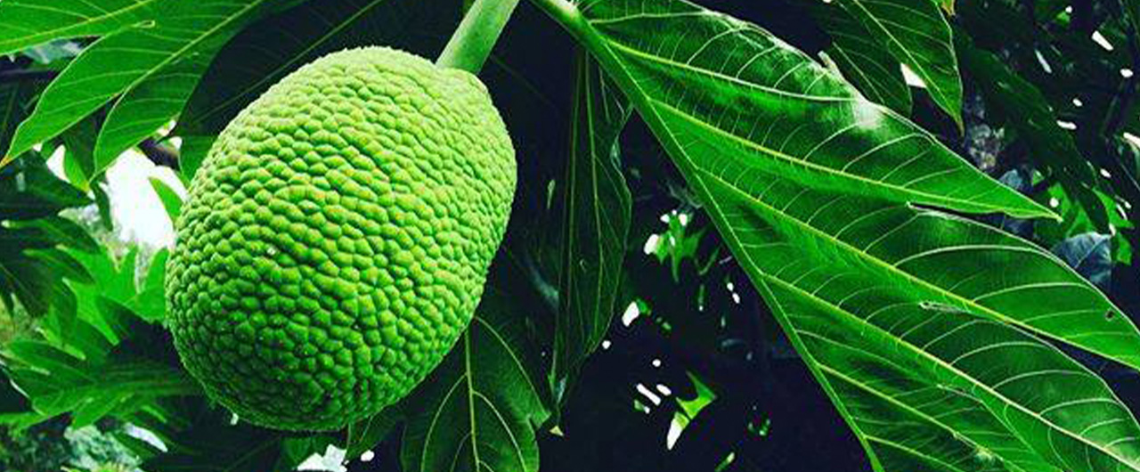 Unusual Foods You'll Find in a Fijian market | Local Eats in Fiji | Tourism Fiji